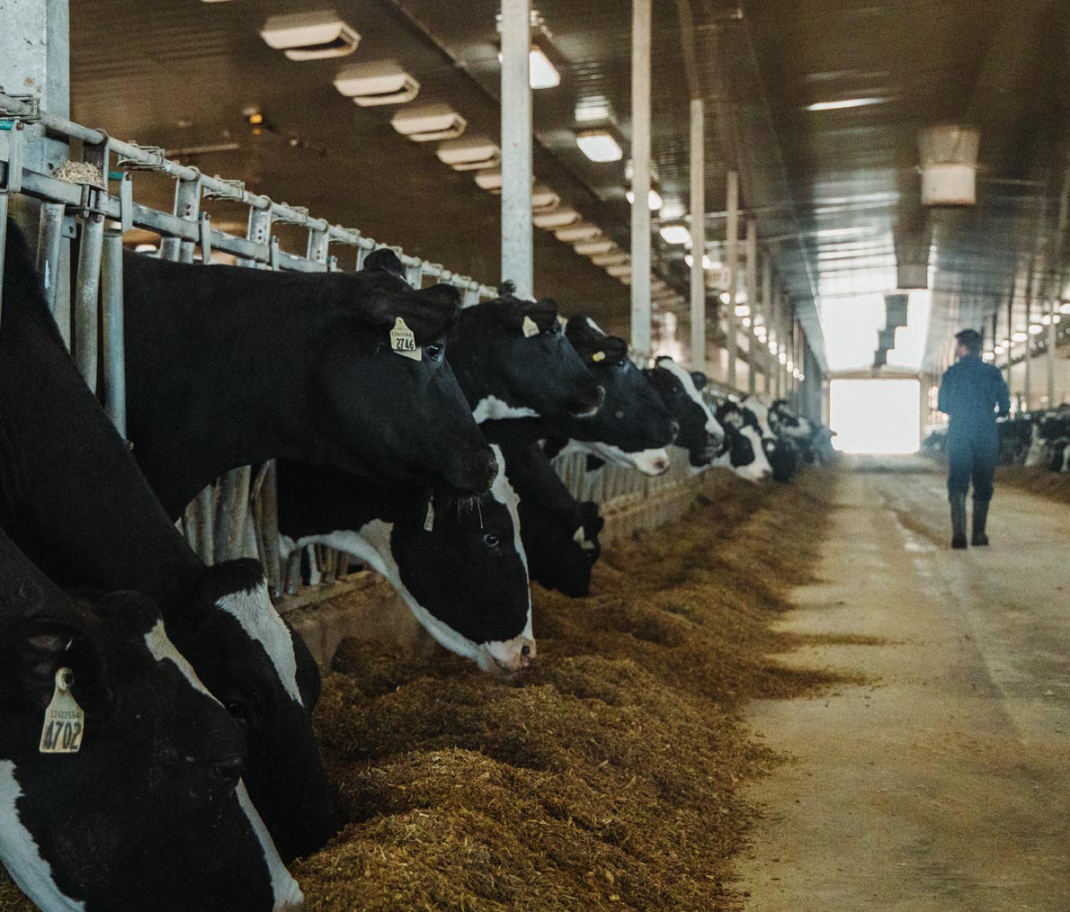 DairySmart Nutrition :: SERVICES :: Livestock Nutrition and Management